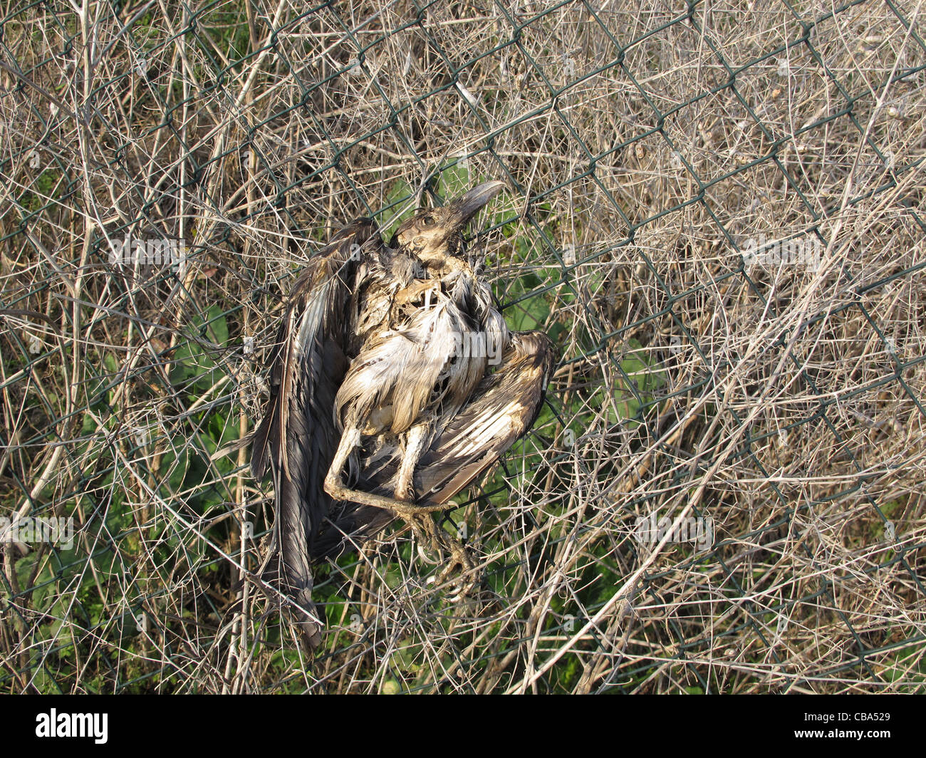 one dead grey crow bird on fence in countryside Stock Photo - Alamy