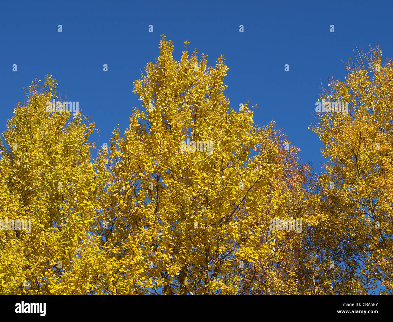 poplar trees in autumn / Pappeln im Herbst Stock Photo - Alamy