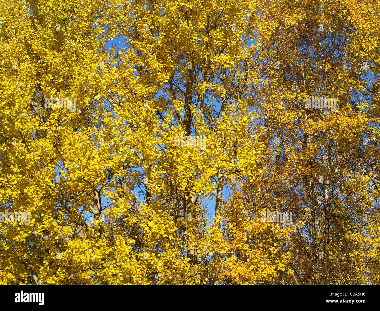 poplar trees in autumn / Pappeln im Herbst Stock Photo - Alamy