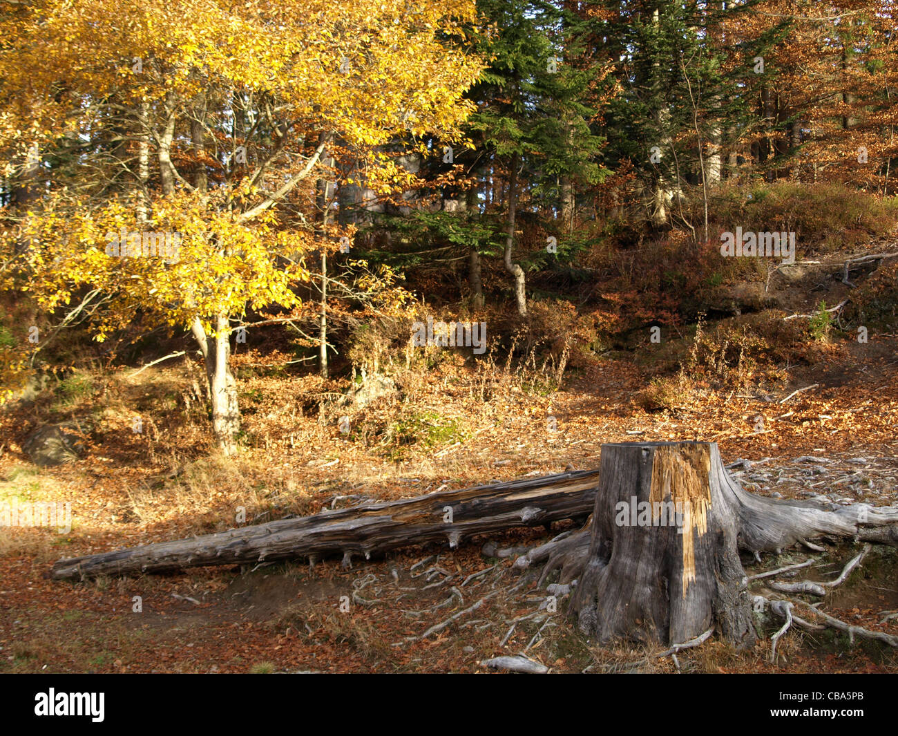 old tree stump / alter Baumstumpf Stock Photo - Alamy