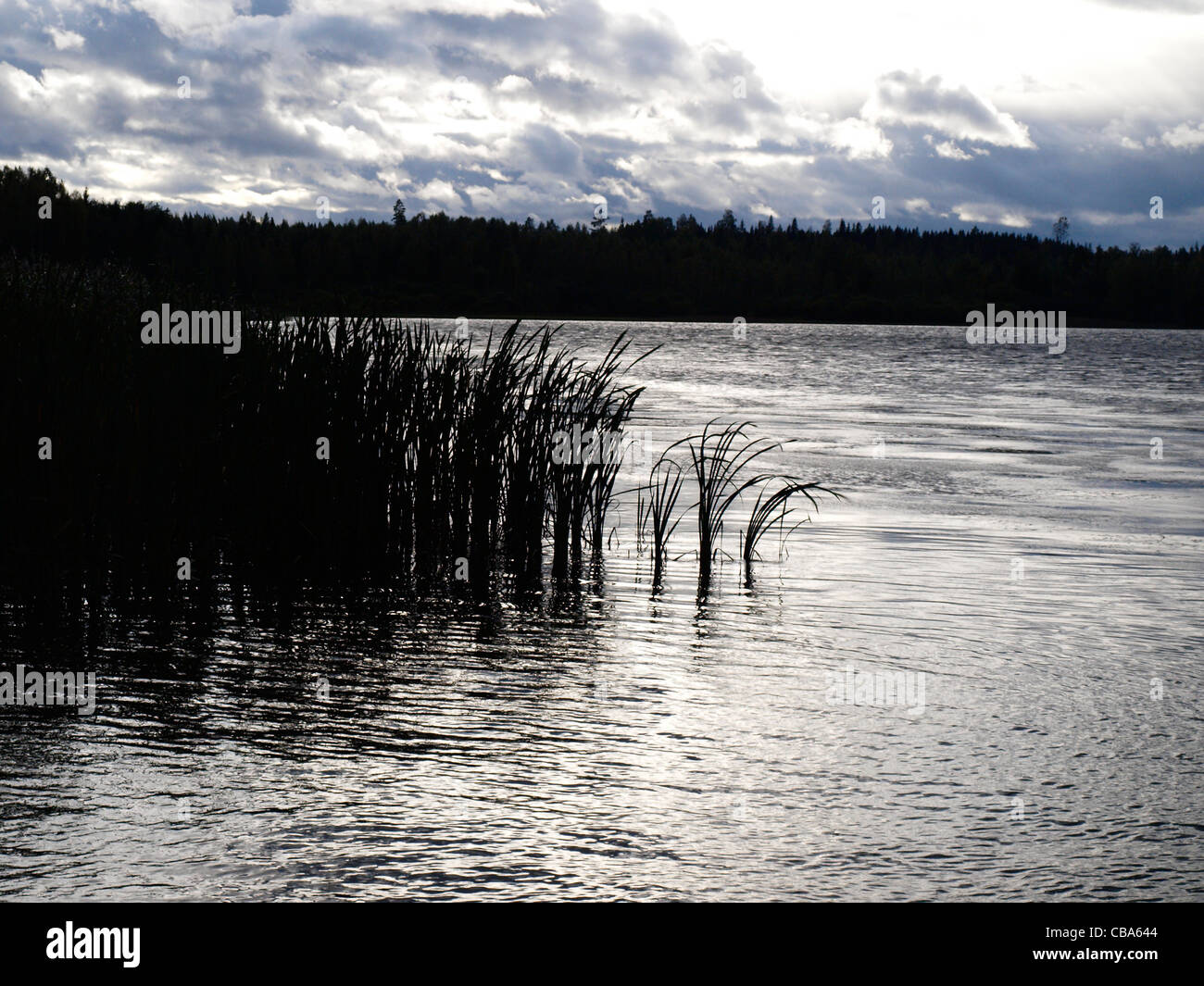 Composition of nature Stock Photo - Alamy