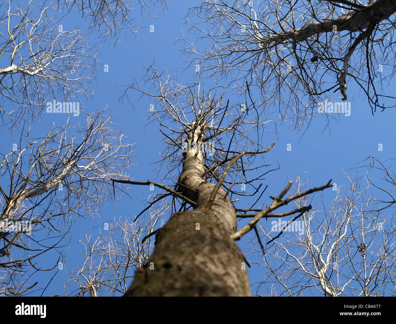 poplar trees in autumn / Pappeln im Herbst Stock Photo - Alamy