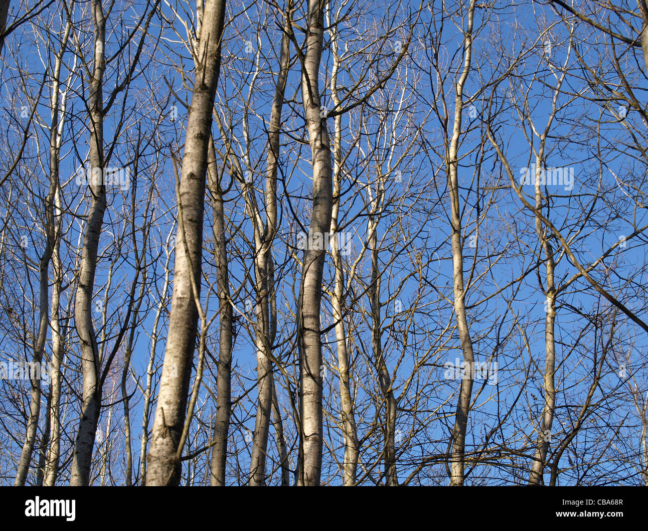 poplar trees in autumn / Pappeln im Herbst Stock Photo - Alamy