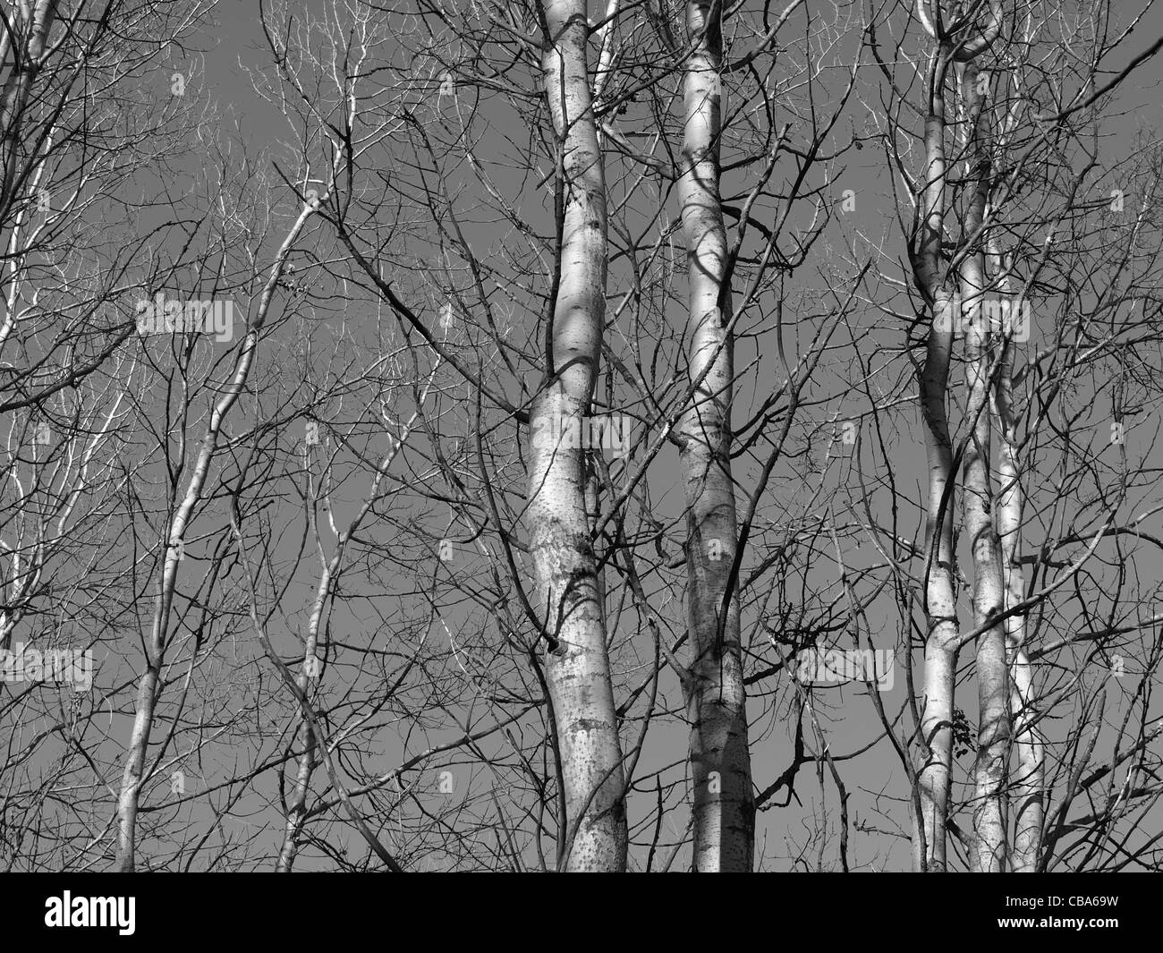 Autumn foliage forest trees Black and White Stock Photos & Images - Alamy