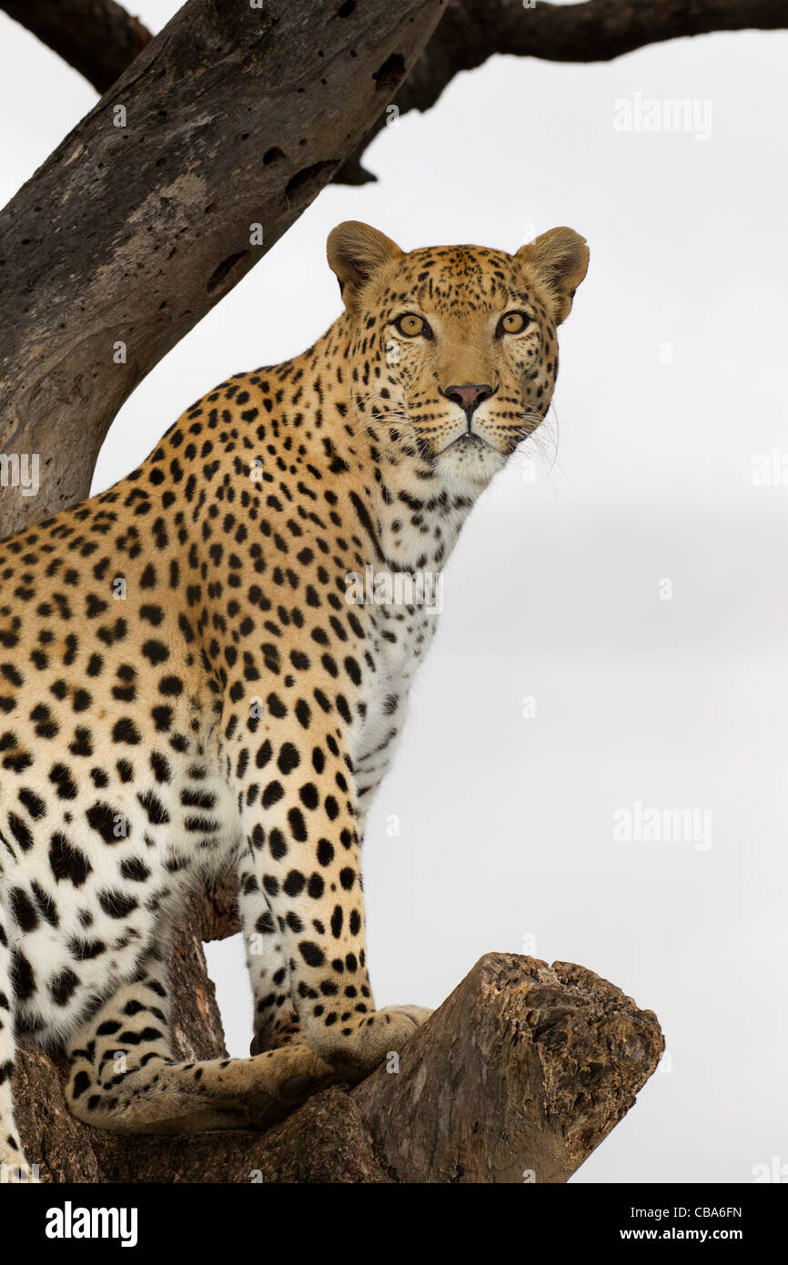 Leopard standing in a tree (Panthera pardus Stock Photo - Alamy