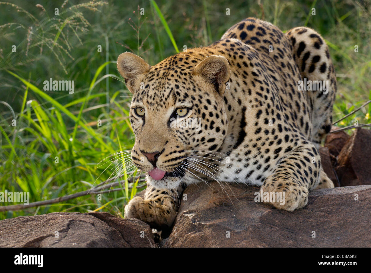 Leopard hiding behind hi-res stock photography and images - Alamy