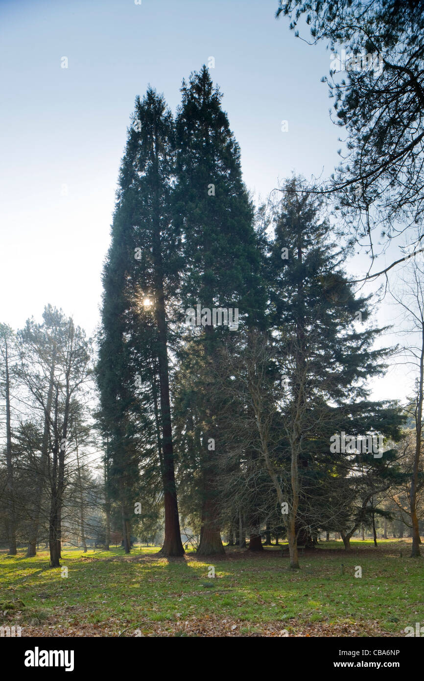 Forest giant dean hi-res stock photography and images - Alamy