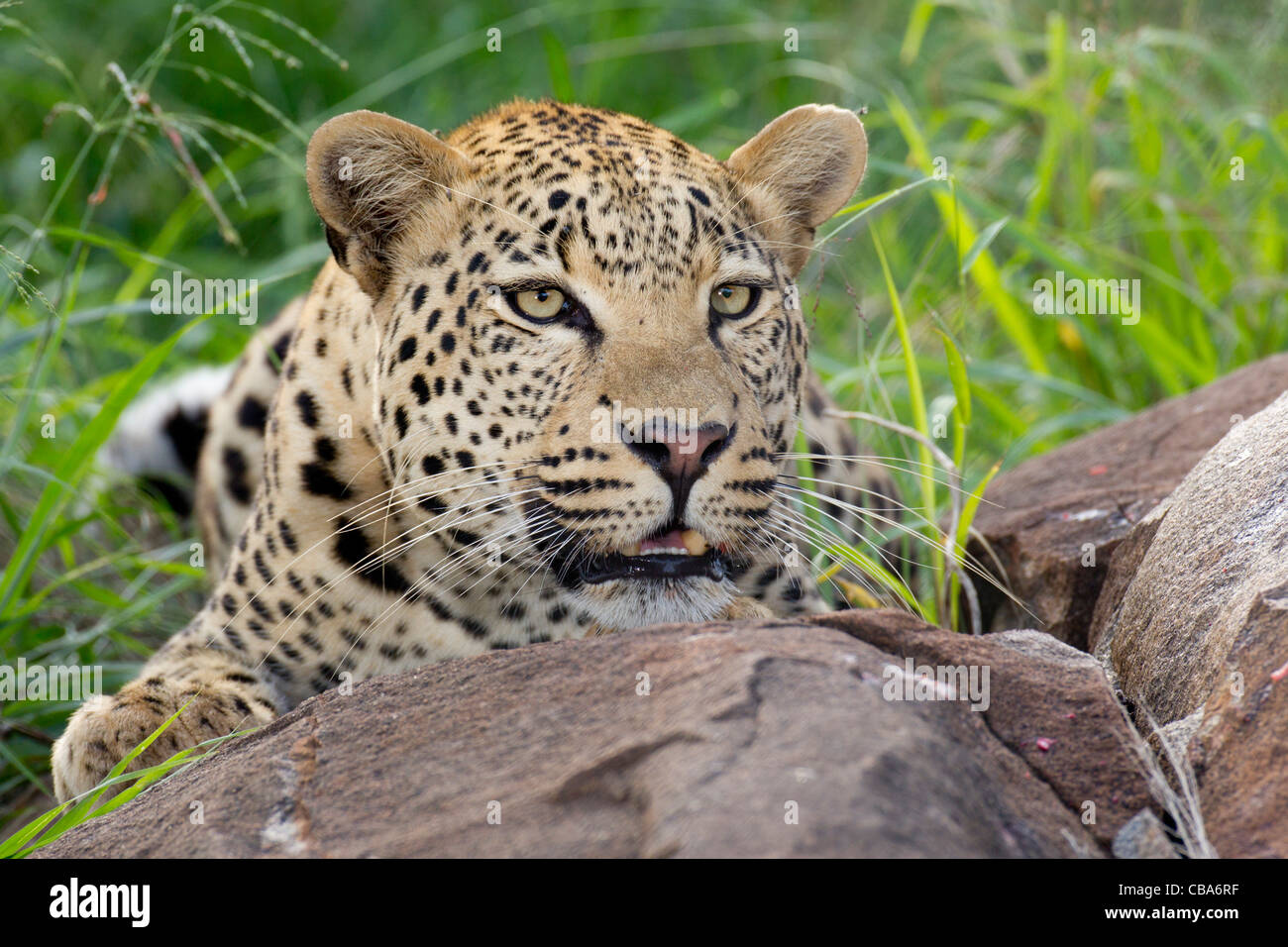 Leopard hiding behind a rock (Panthera pardus Stock Photo - Alamy