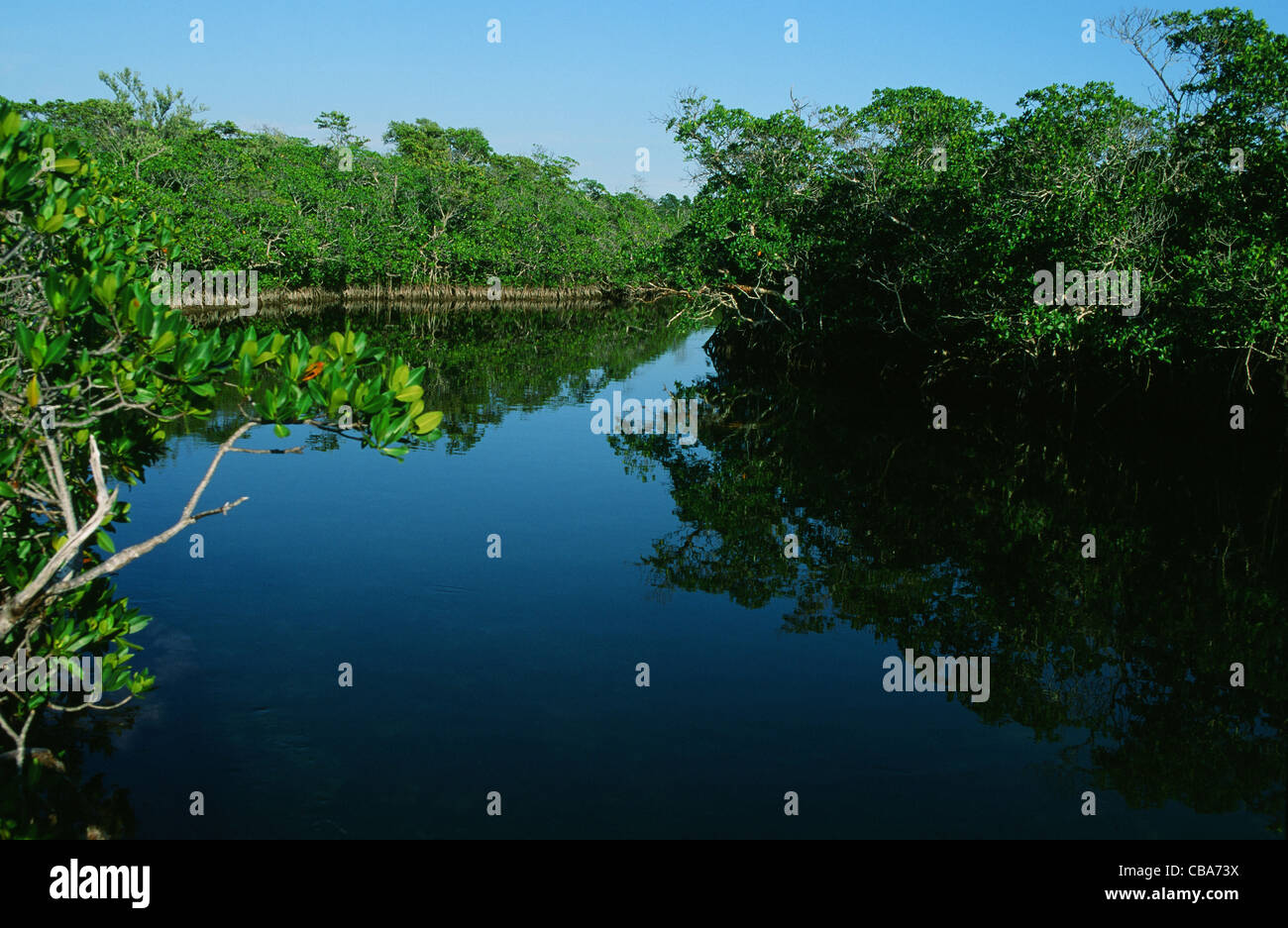 Mangrove jungle in the John Pennekamp Coral Reef State Park near Key ...