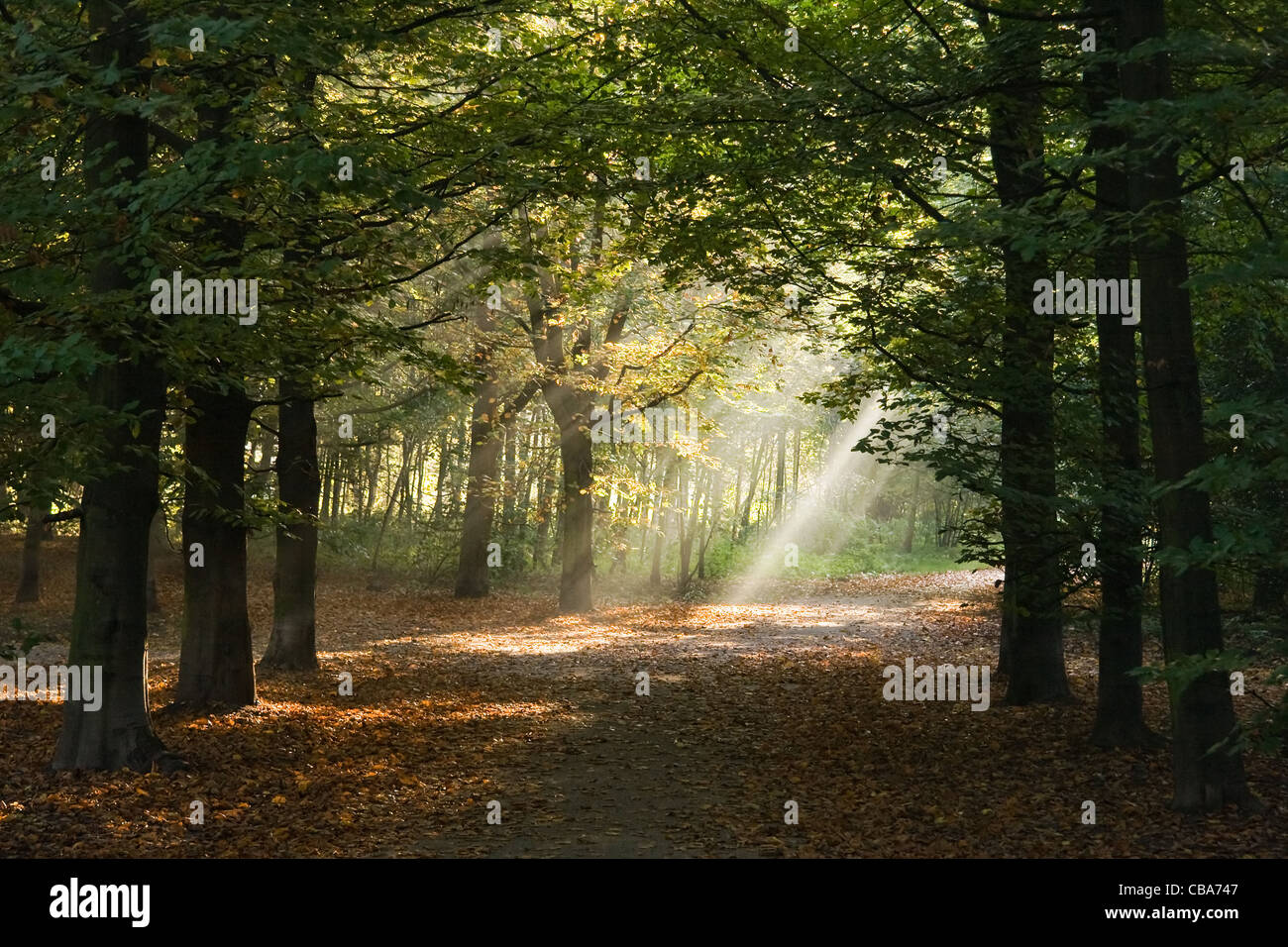 Lightbeams in the forest on an early autumn morning Stock Photo - Alamy
