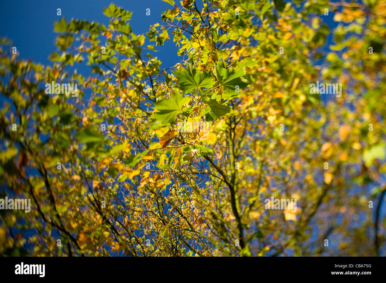 Bright leaves upon Tree Stock Photo - Alamy