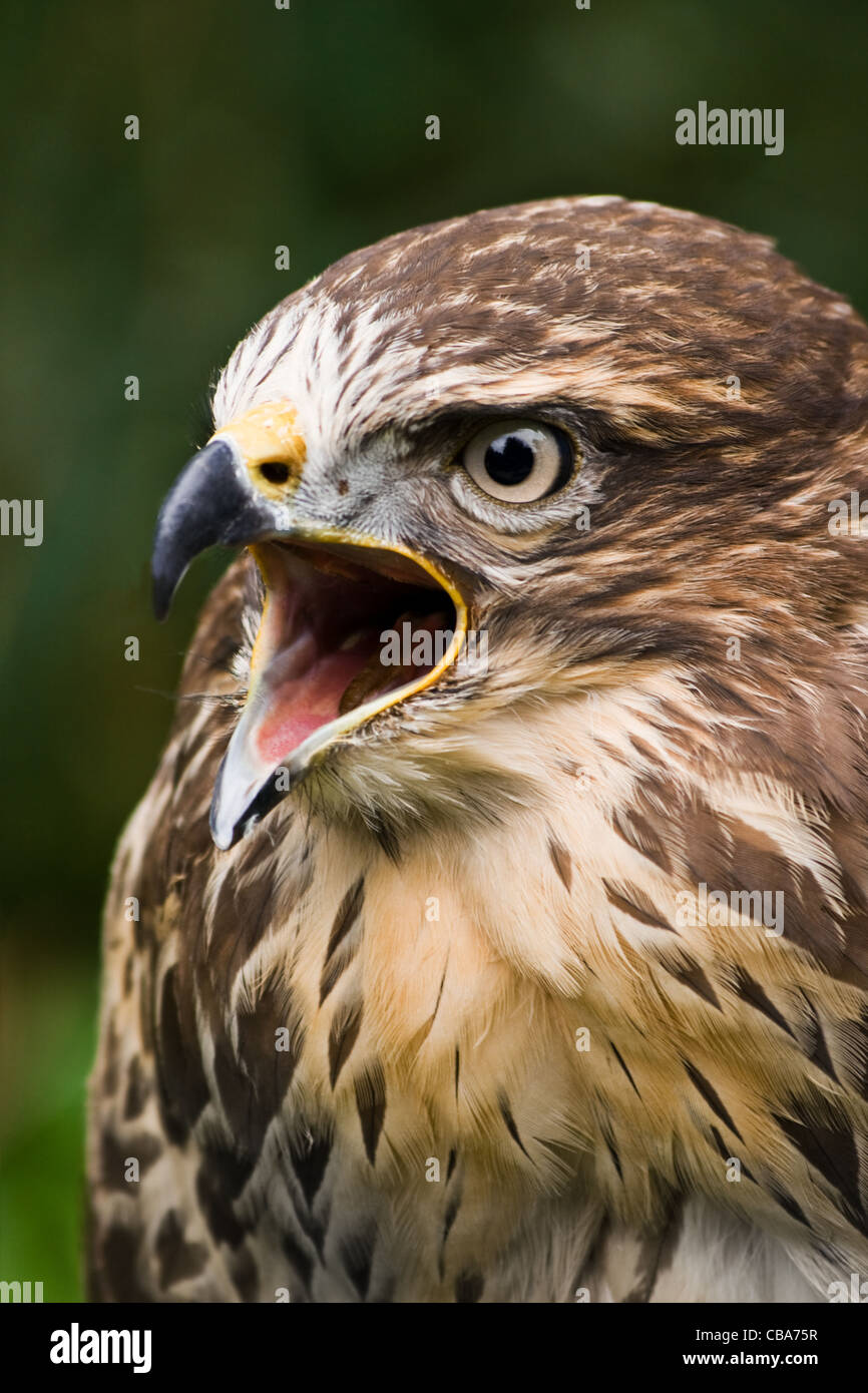 Portrait of screaming buzzard or Buteo buteo with dark green background ...