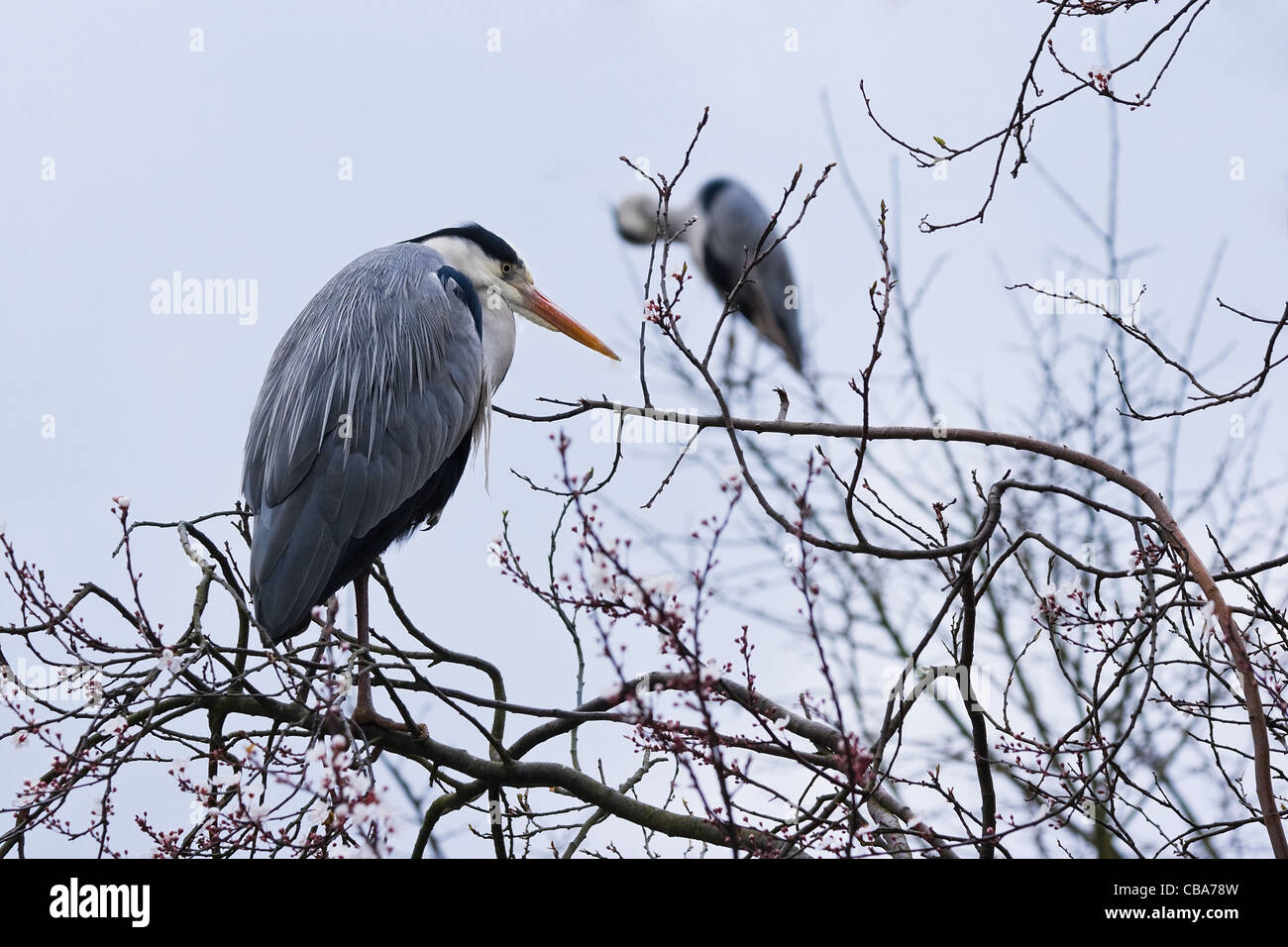 Grey herons in a blooming tree in spring - horizontal image Stock Photo ...