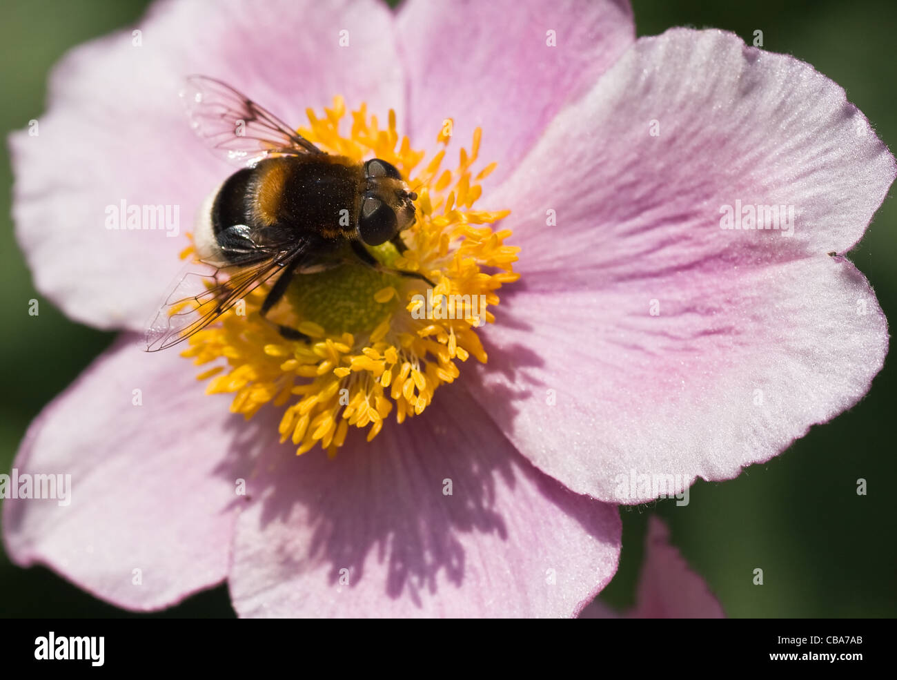 Anemone japonica hi-res stock photography and images - Alamy