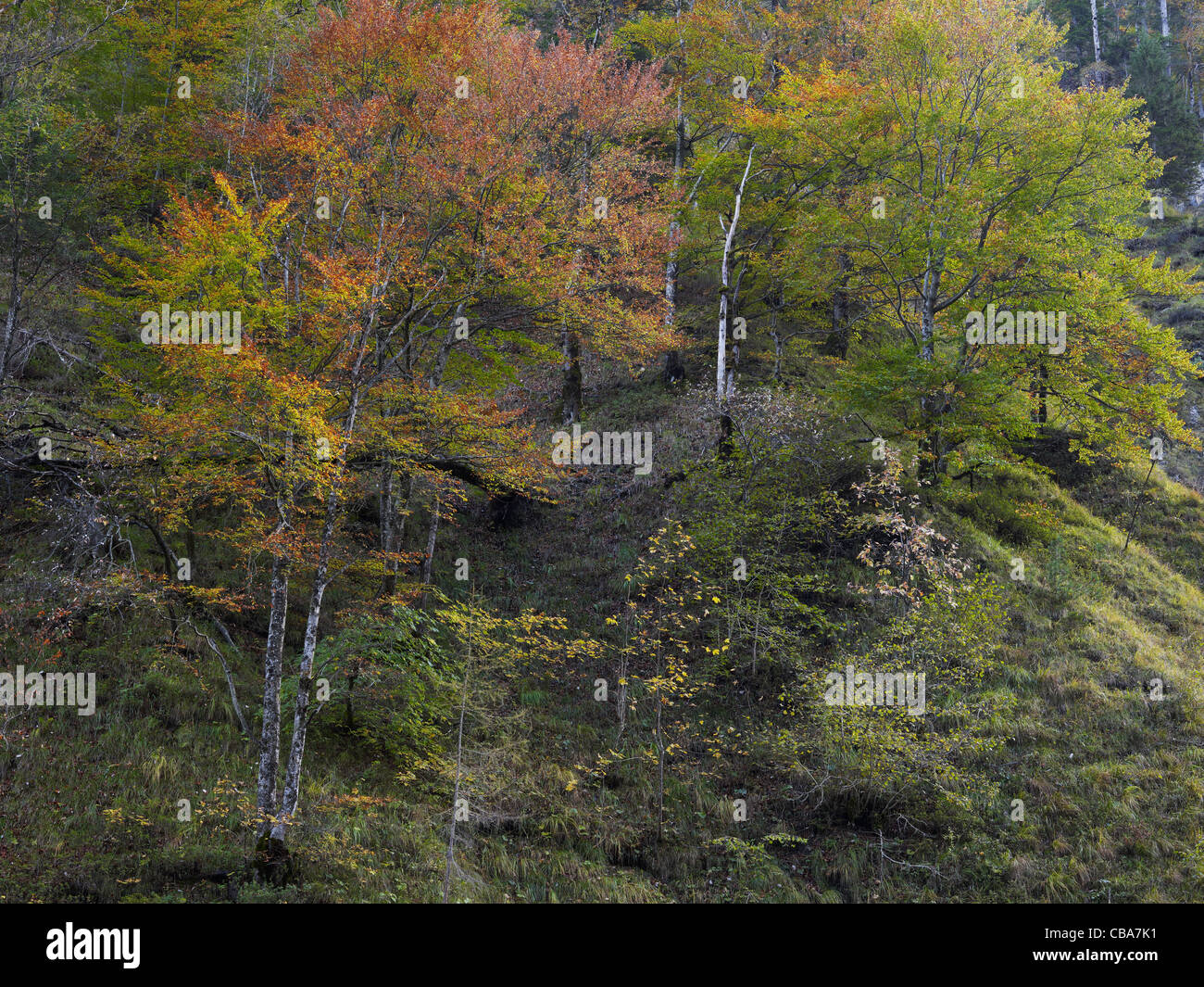 Autumnal woods in the region of the Limestone Alps, Austria Stock Photo ...