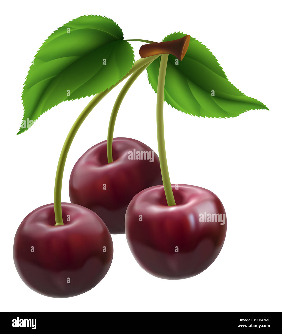 Illustration of a bunch of three cherries Stock Photo - Alamy