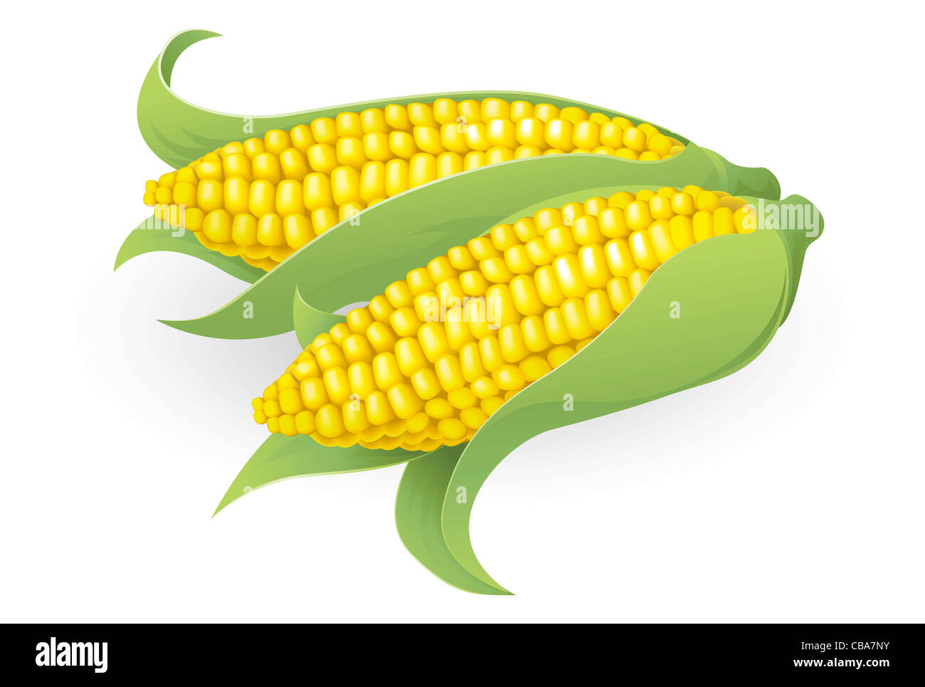 An illustration of some fresh tasty sweetcorn Stock Photo - Alamy