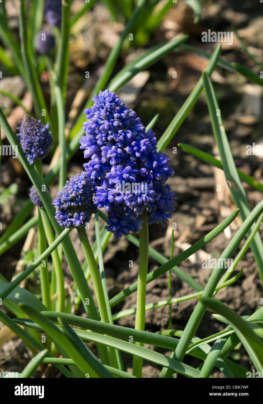Muscari"Blue Spike" at Castle Howard Stock Photo - Alamy