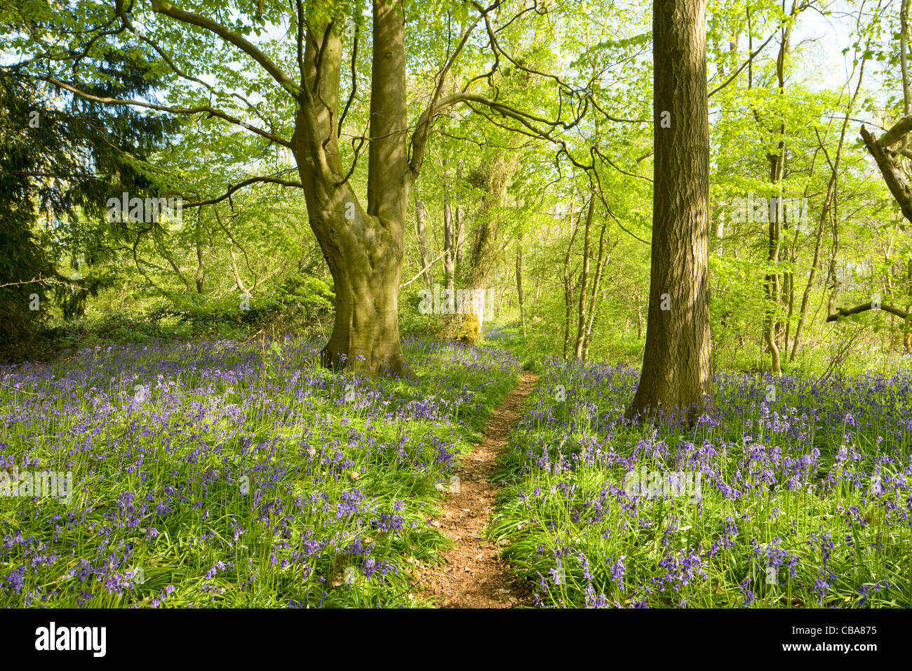 Bluebell Forest Thursford Norfolk Stock Photo - Alamy