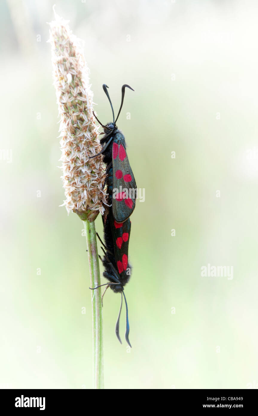 Day flying moths hi-res stock photography and images - Alamy