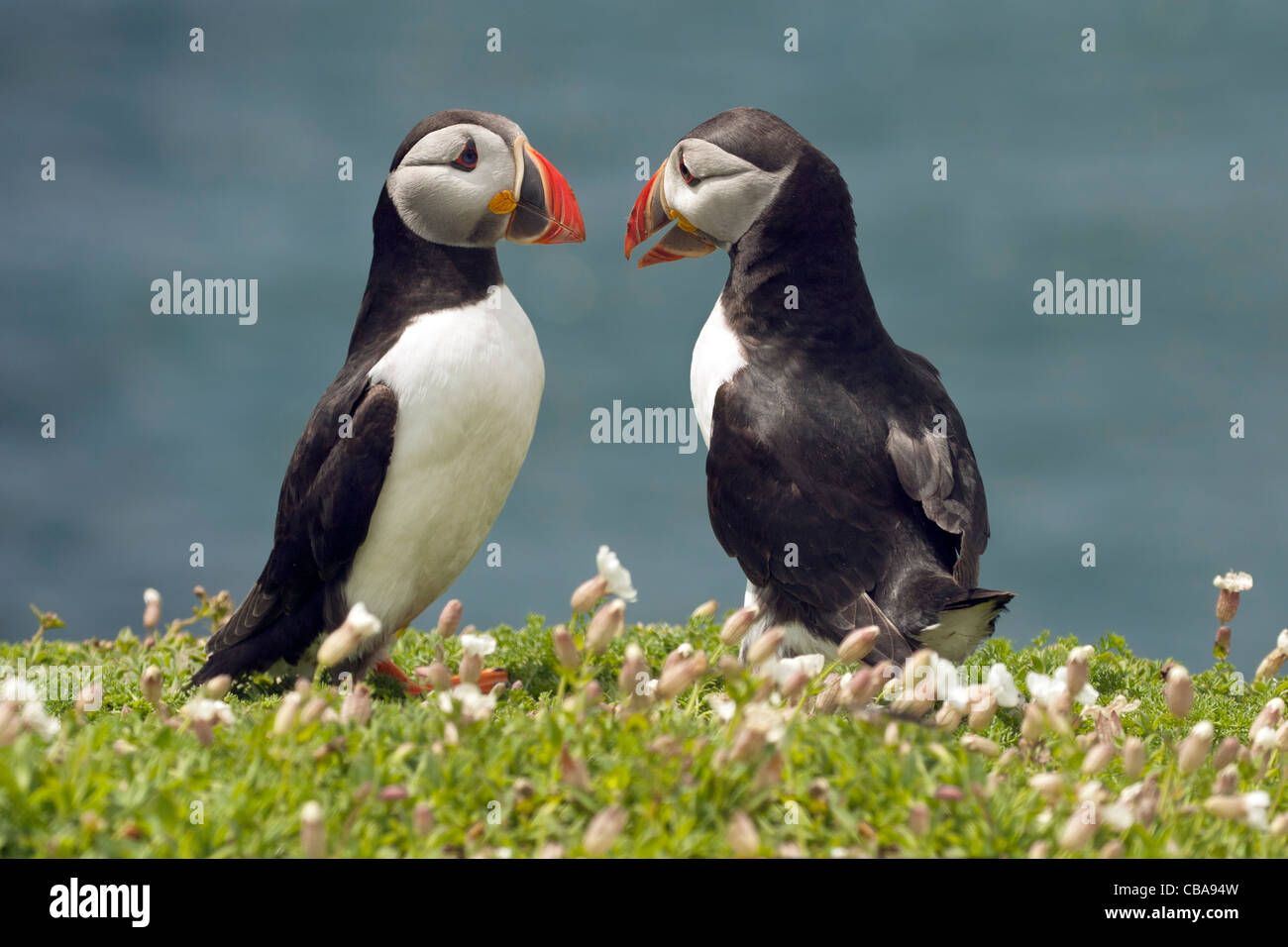 Two Puffins amongst white Campion on Skomer island Pembrokeshire Wales ...