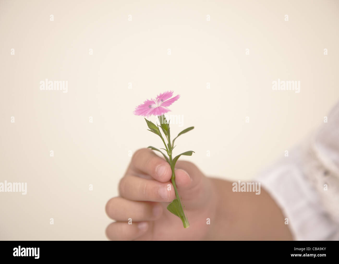 Hand holding flower Stock Photo - Alamy