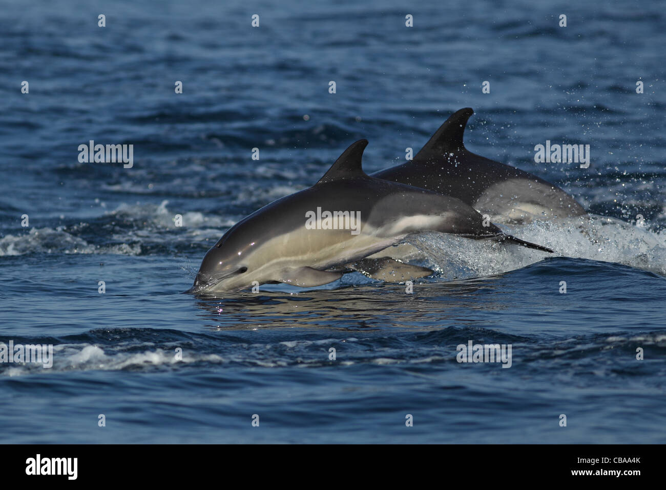 Common Dolphins (Delphinus delphis Stock Photo - Alamy