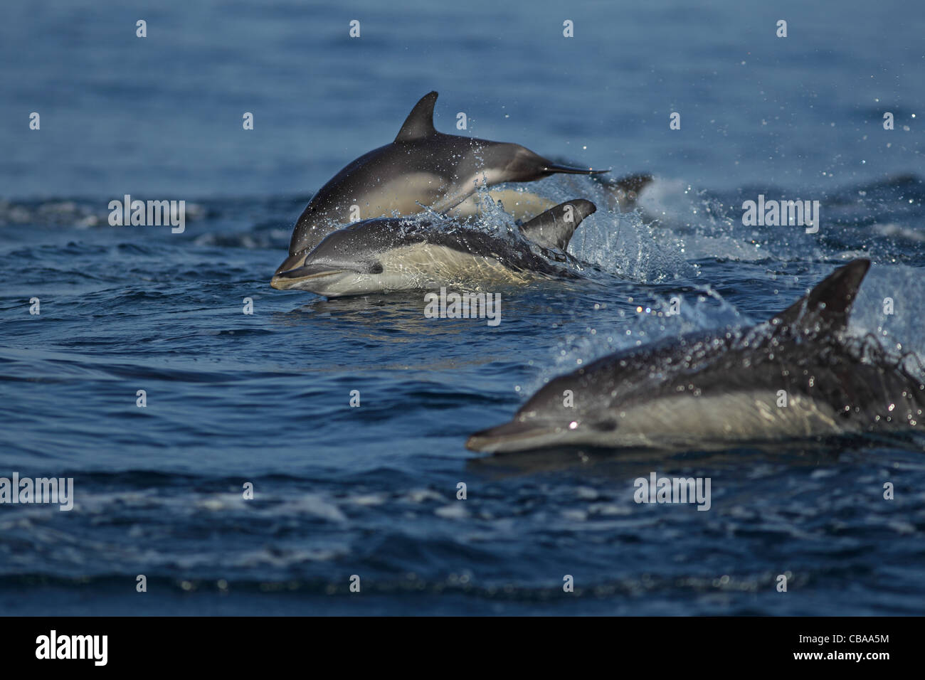 Delphinus delphis hi-res stock photography and images - Alamy