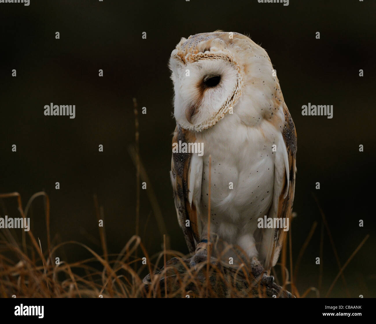Barn Owl photographed n the middle of autumn colored vegetation at a ...