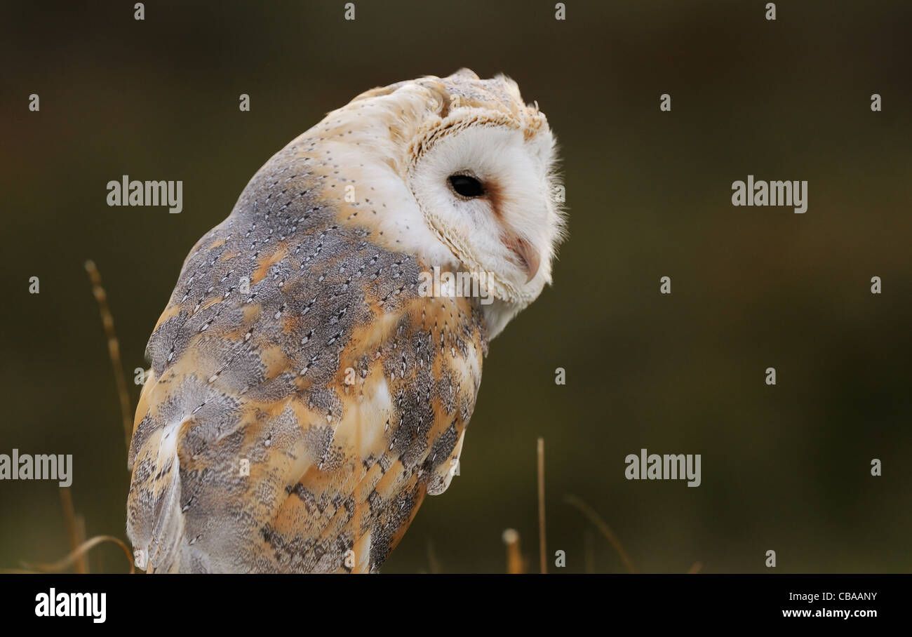 Barn Owl photographed n the middle of autumn colored vegetation at a ...