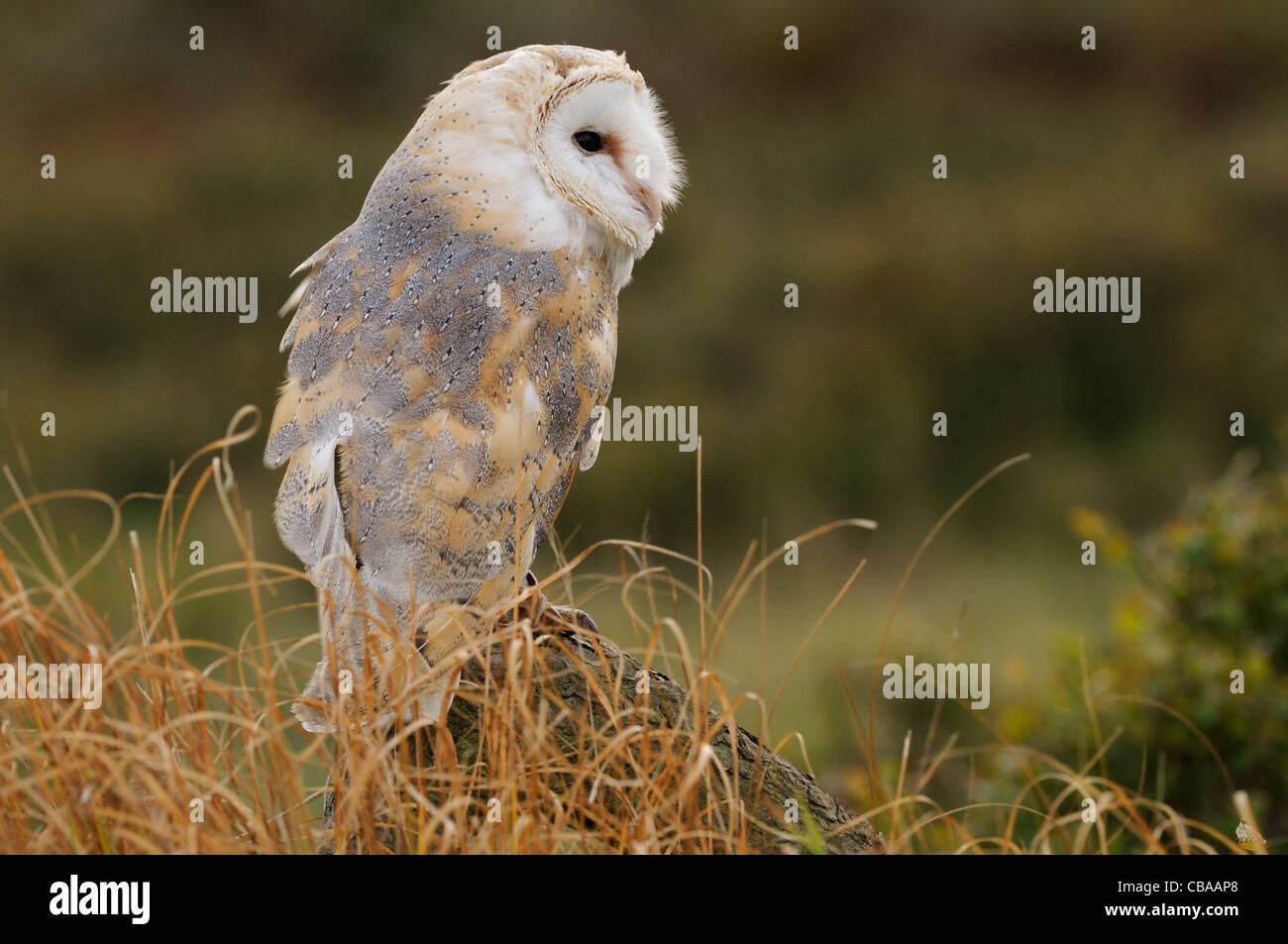 Barn Owl photographed n the middle of autumn colored vegetation at a ...
