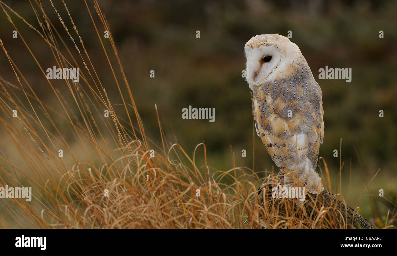 Barn Owl photographed n the middle of autumn colored vegetation at a ...