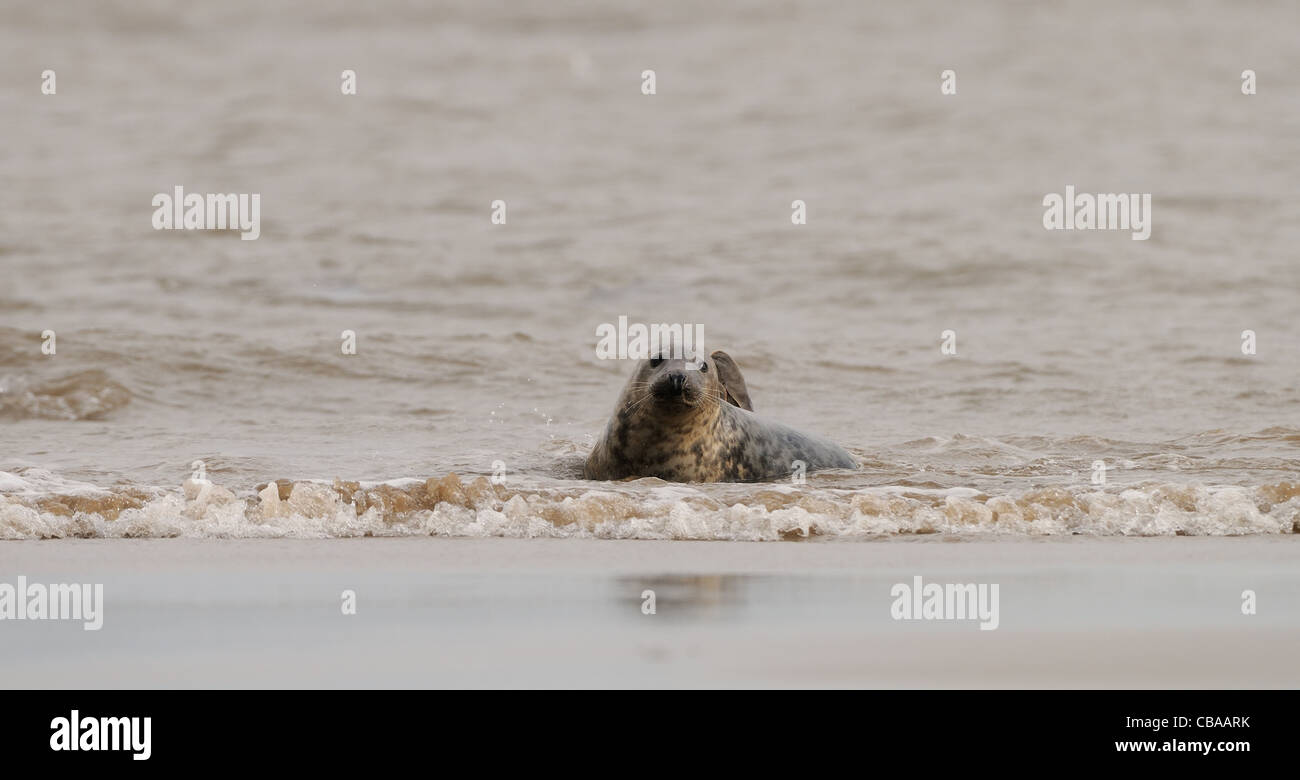 Common seals and gray seals playing around photographed at the beach of ...