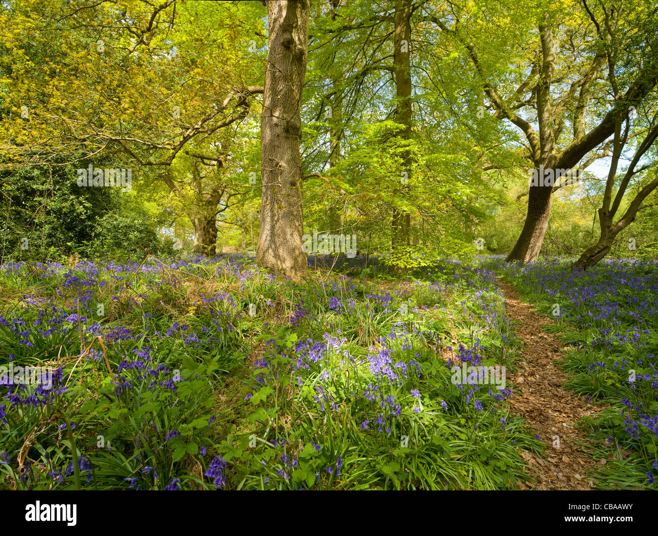 Bluebell Forest Thursford Norfolk Stock Photo - Alamy