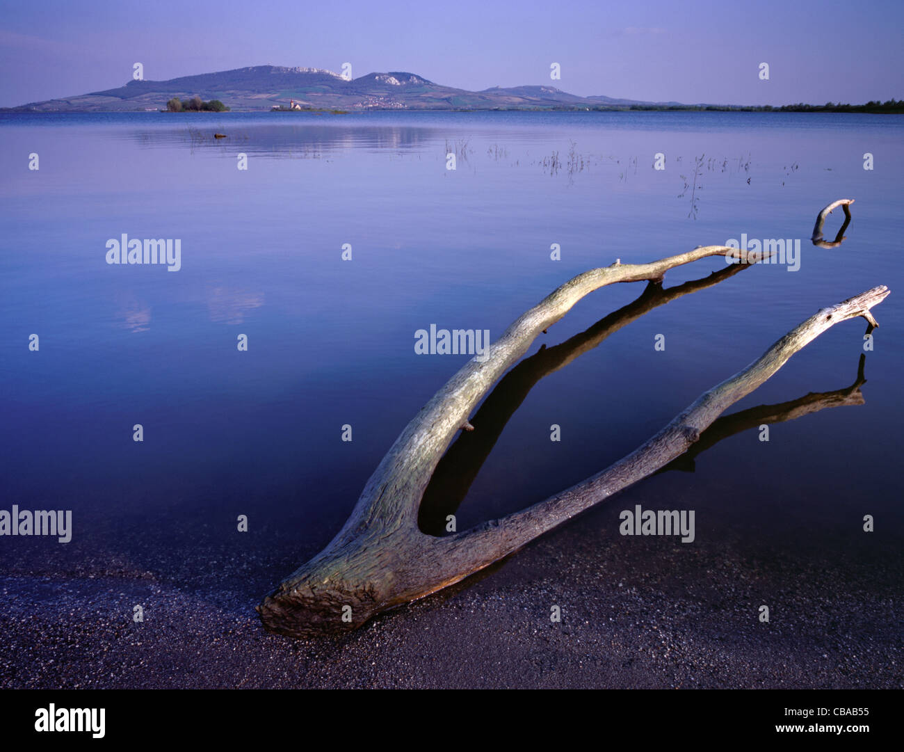 Palava region, water level, lake, pond, sear tree Stock Photo - Alamy