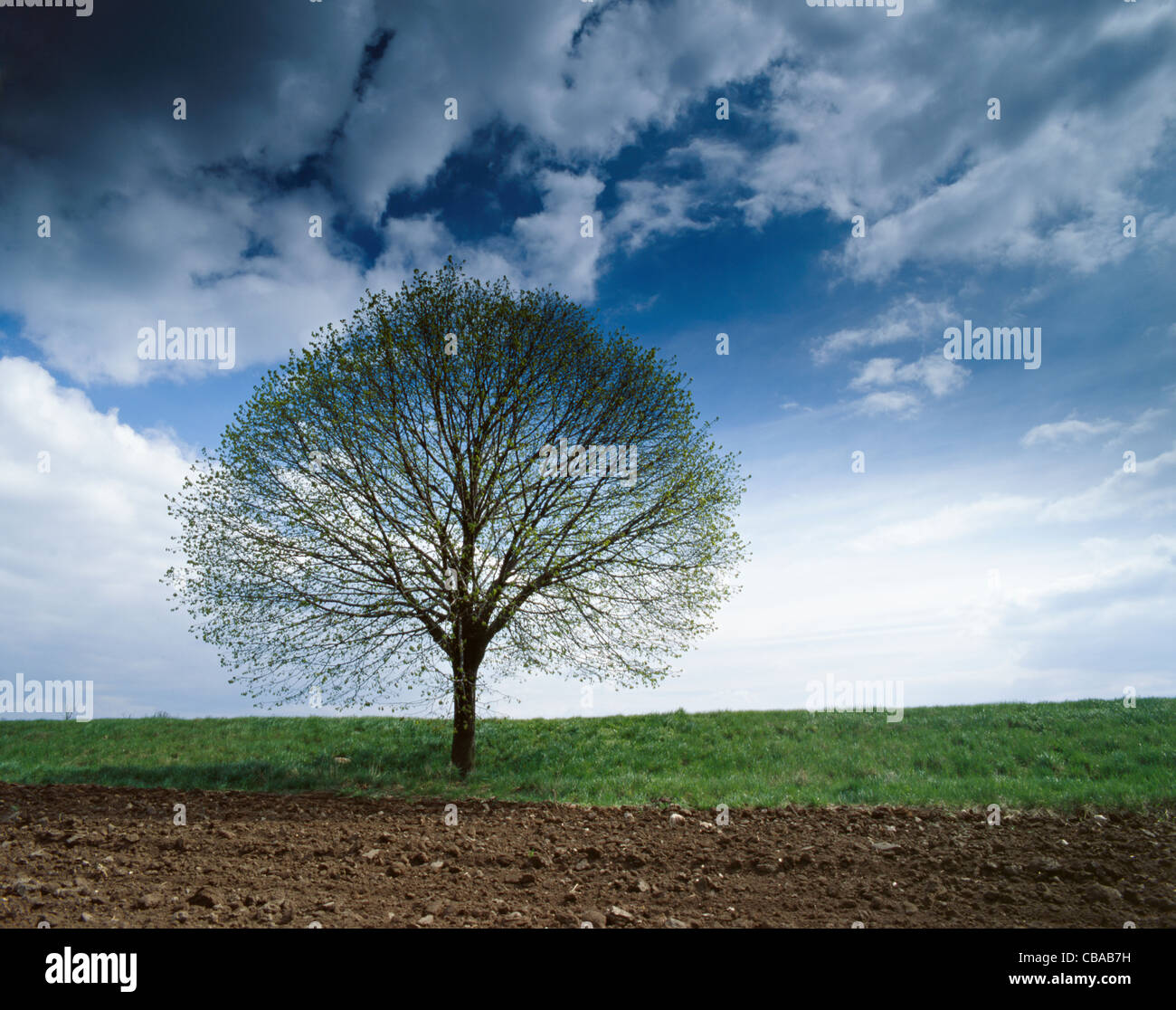 Linden tree, field Stock Photo - Alamy