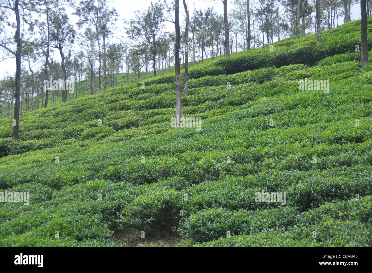 Tea cultivation in India Stock Photo - Alamy