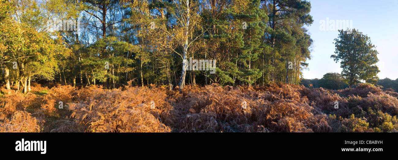 Silver Birch, Fir and Pine Trees, New Forest Stock Photo - Alamy