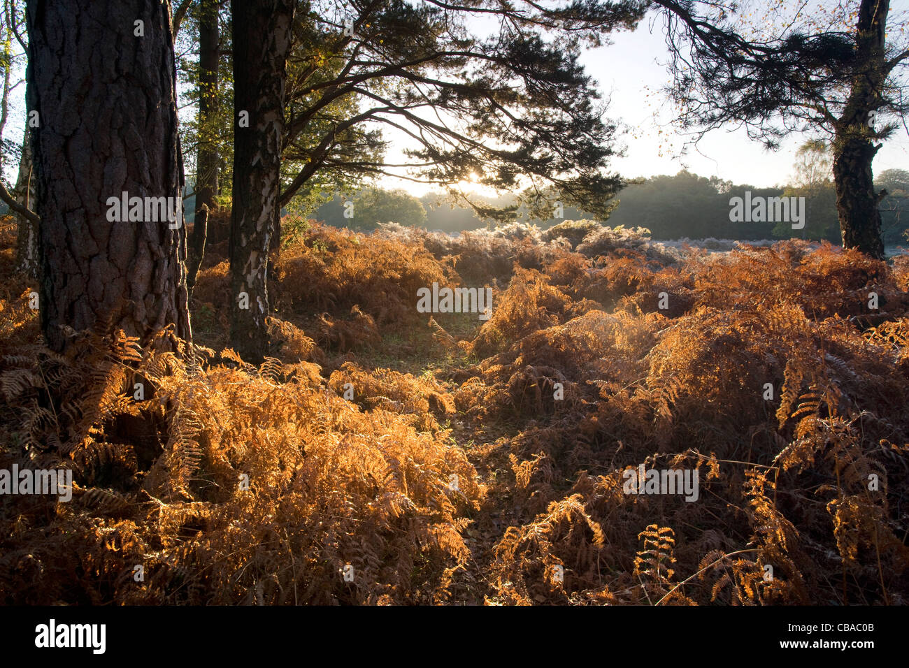 Silver Birch, Fir and Pine Trees, New Forest Stock Photo - Alamy