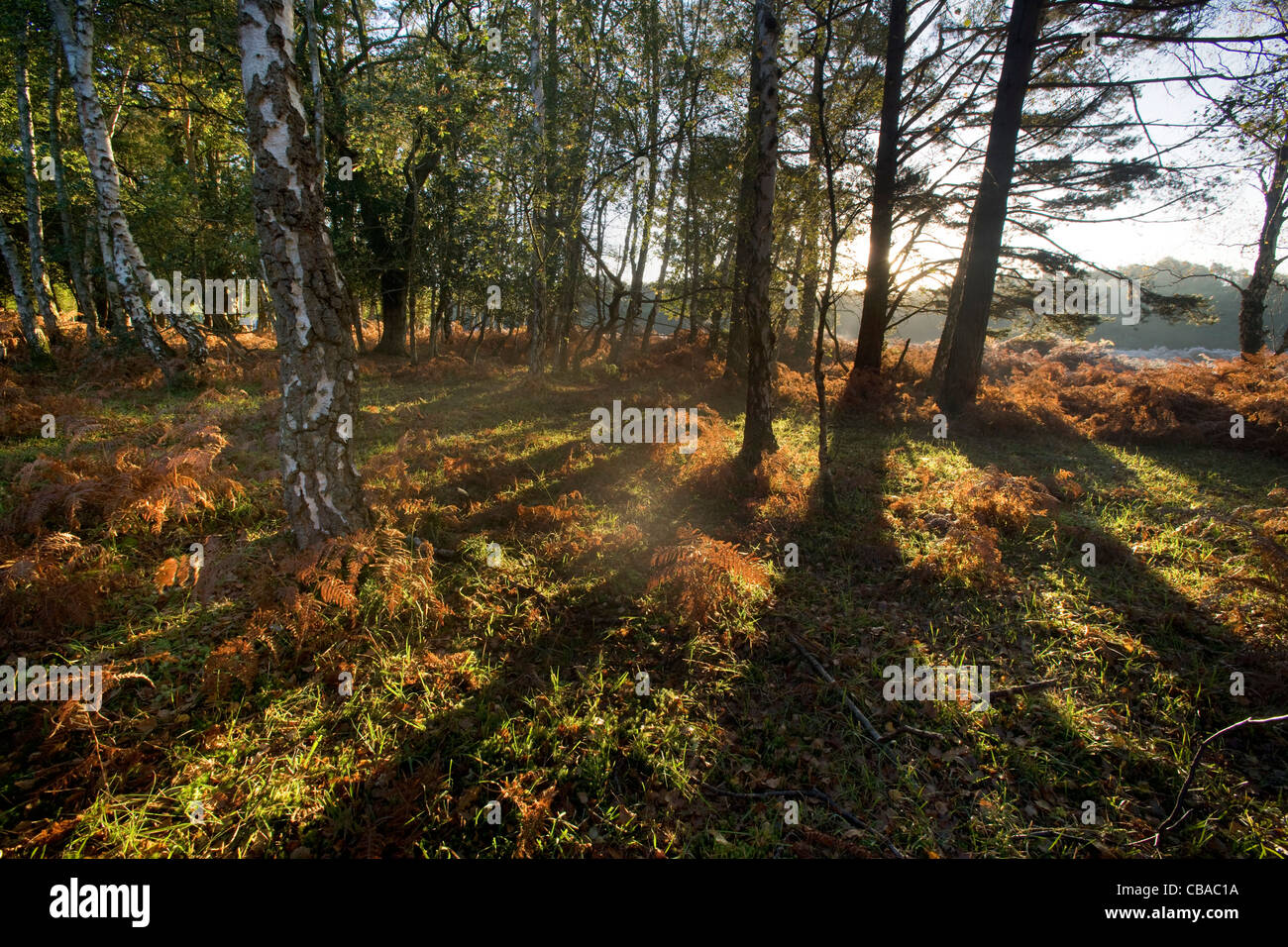 Silver birch pine forest hi-res stock photography and images - Alamy