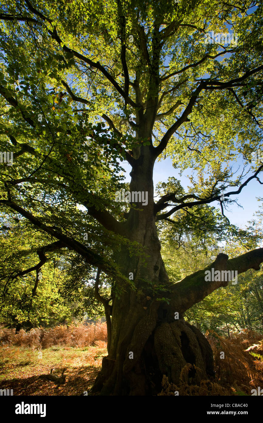 Bright Forest Path with Trees Stock Photo - Alamy