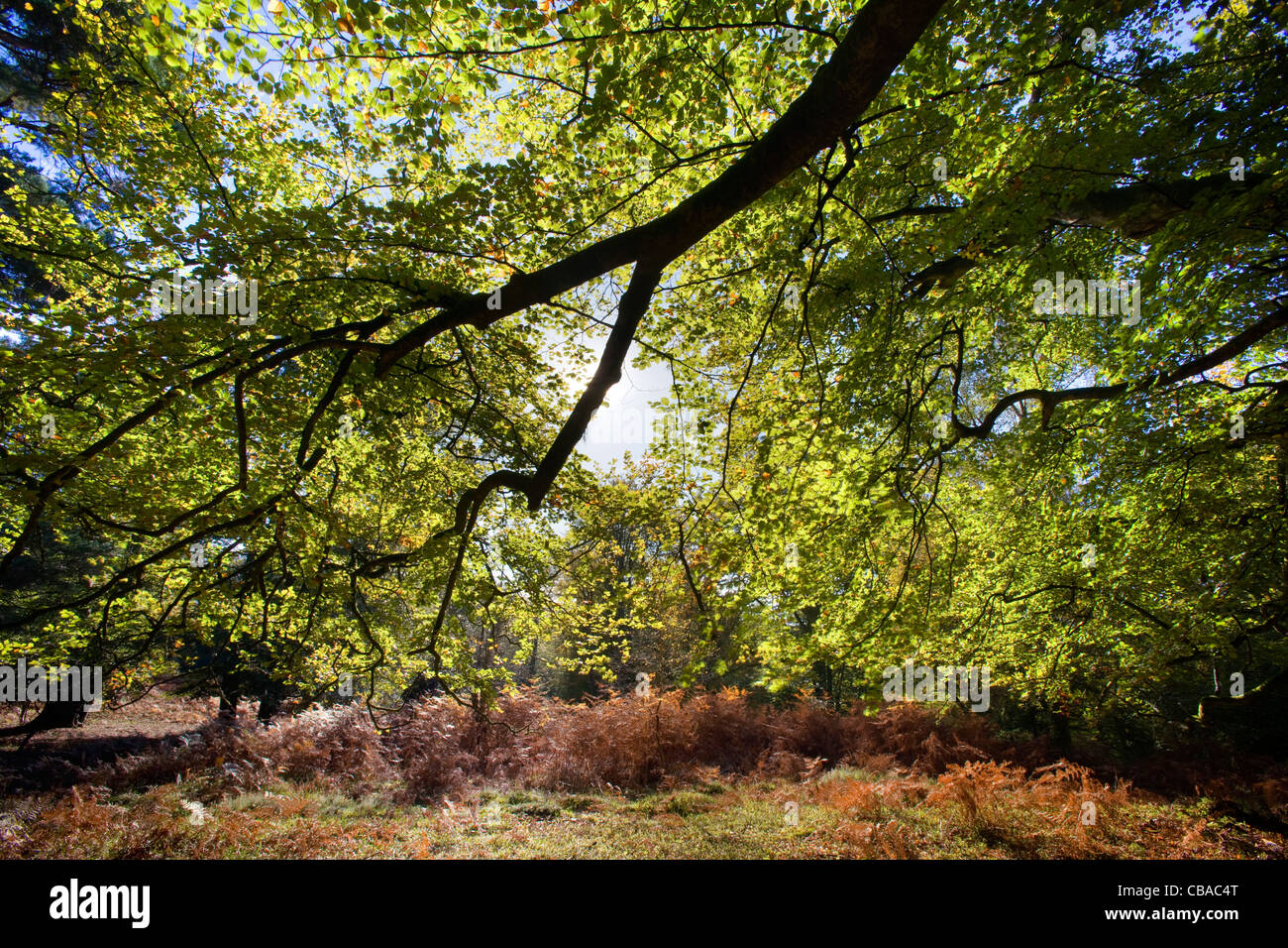 Bright Forest Path with Trees Stock Photo - Alamy