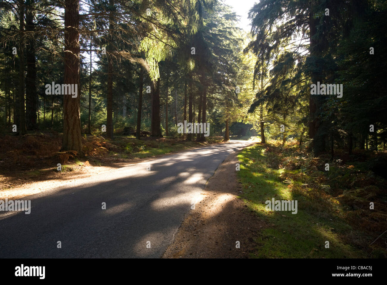 Bright Forest Path with Trees Stock Photo - Alamy