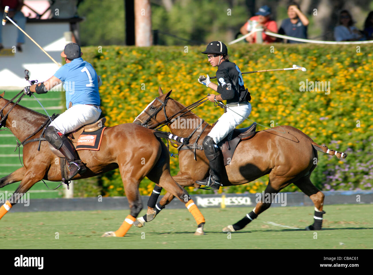 Polo ponies in action hi-res stock photography and images - Alamy