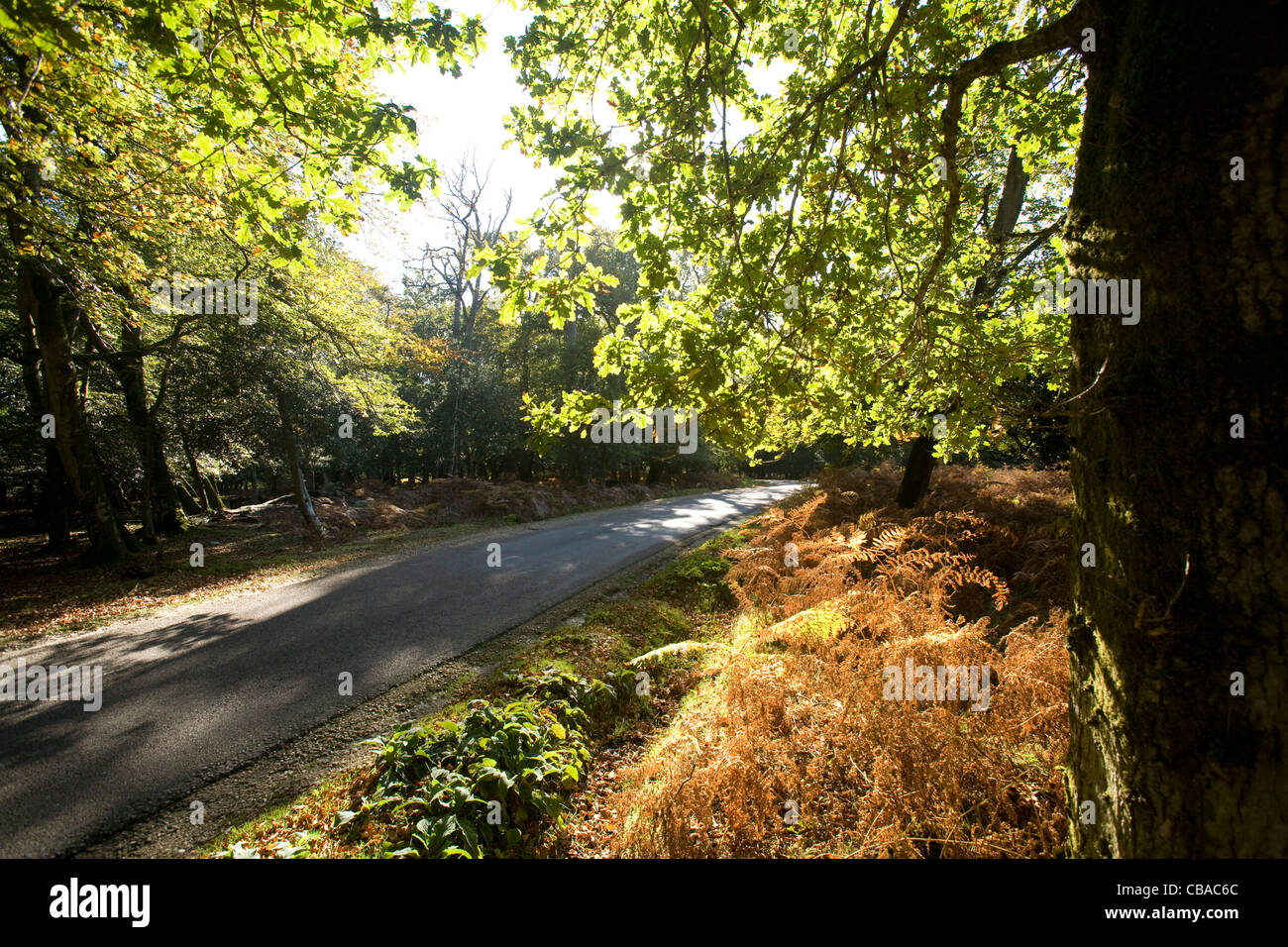 Bright Forest Path with Trees Stock Photo - Alamy