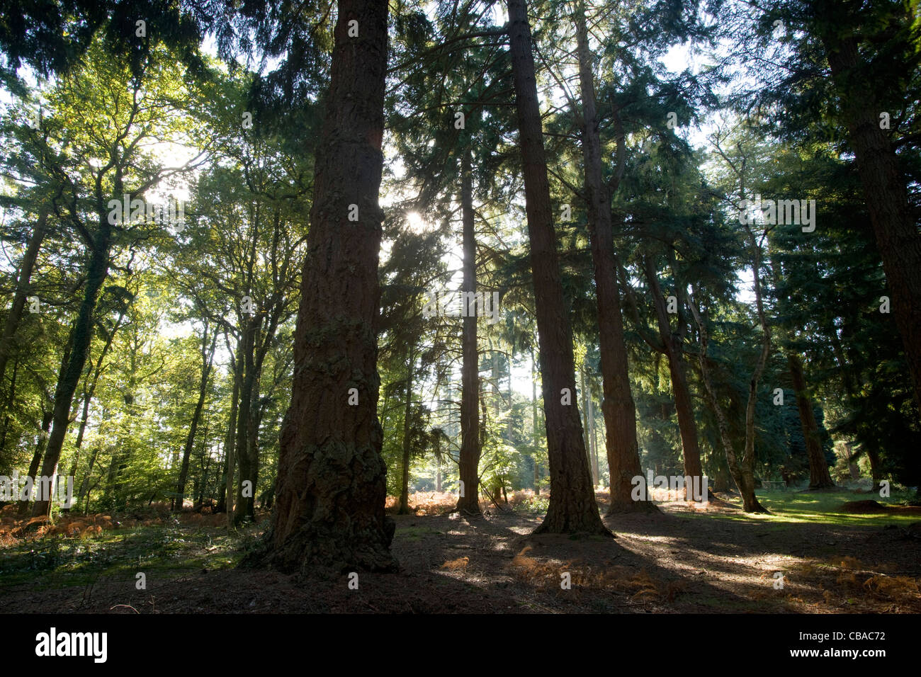 Bright Forest Path with Trees Stock Photo - Alamy