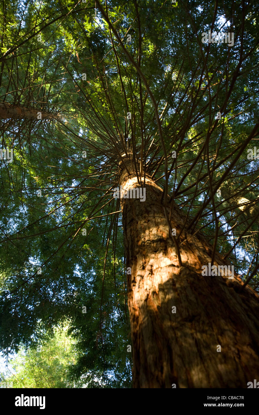 Bright Forest Path with Trees Stock Photo - Alamy