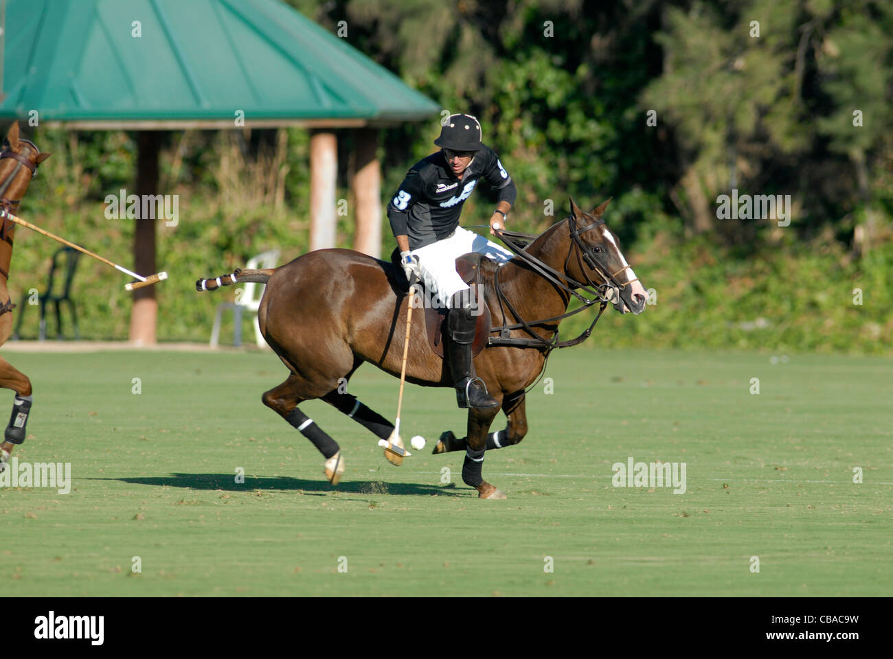 Polo player in action flicking the ball into the air during match Stock ...