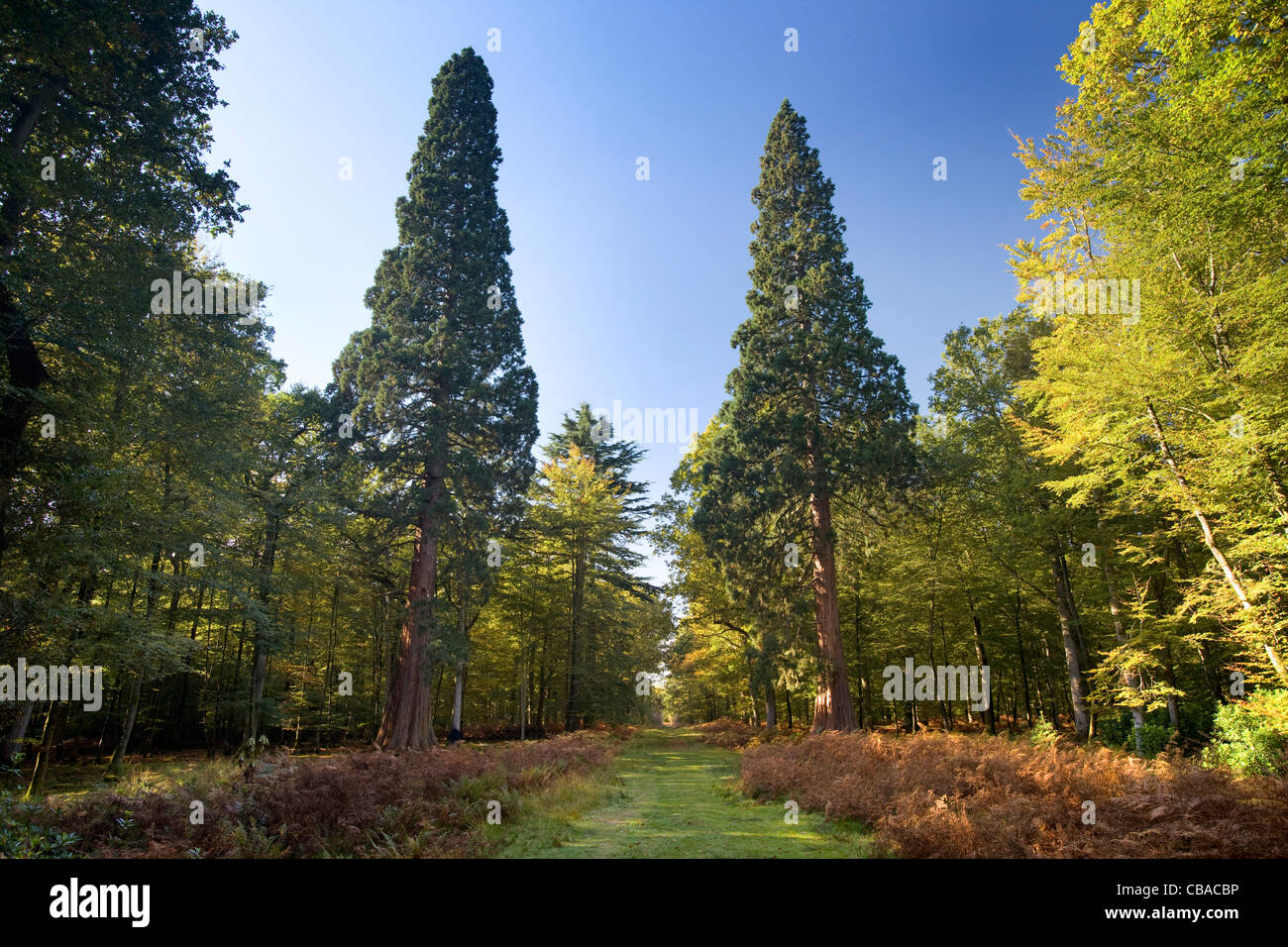 Forest Path New Forest Stock Photo - Alamy