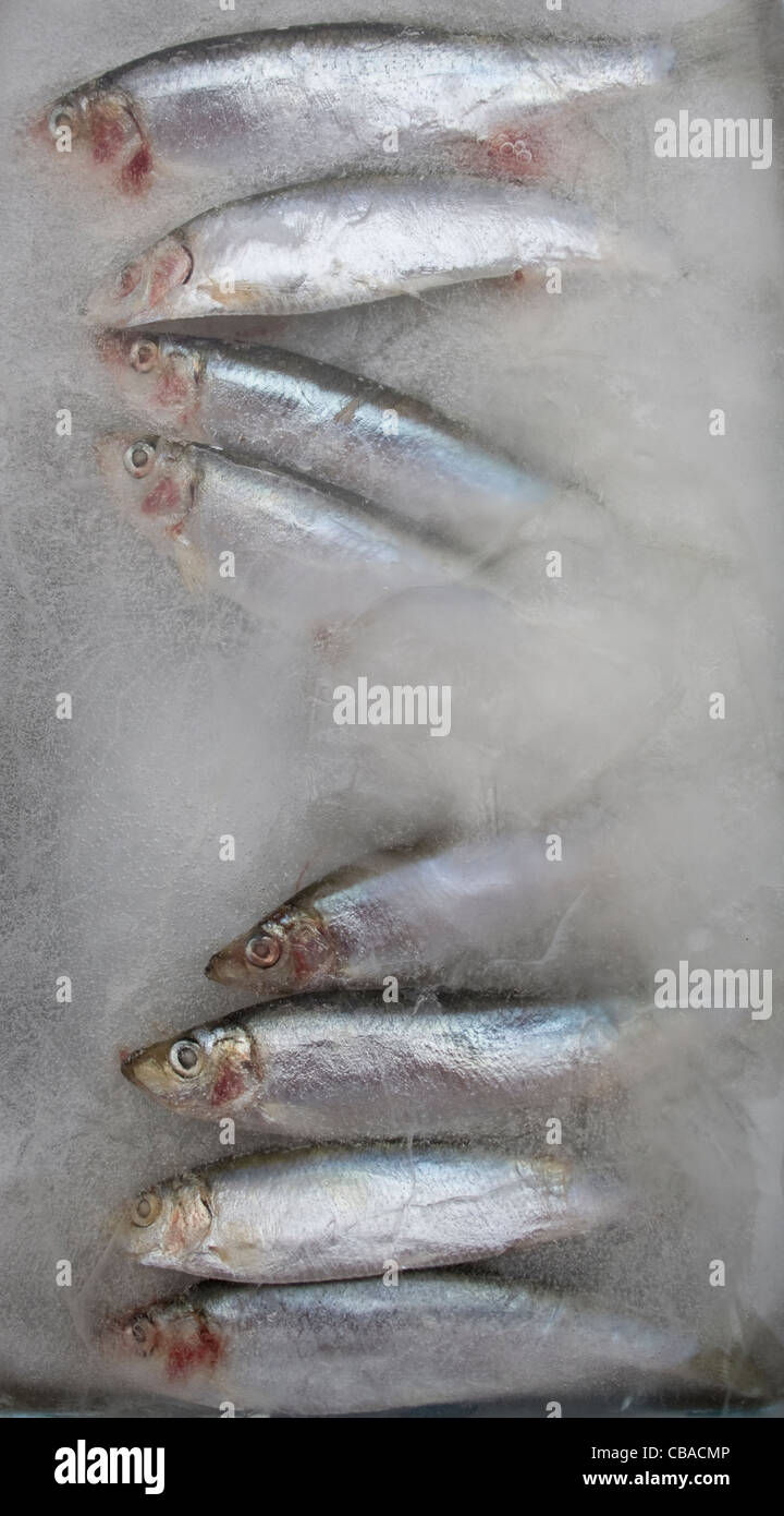 Frozen Fish encapsulated in ice Stock Photo - Alamy